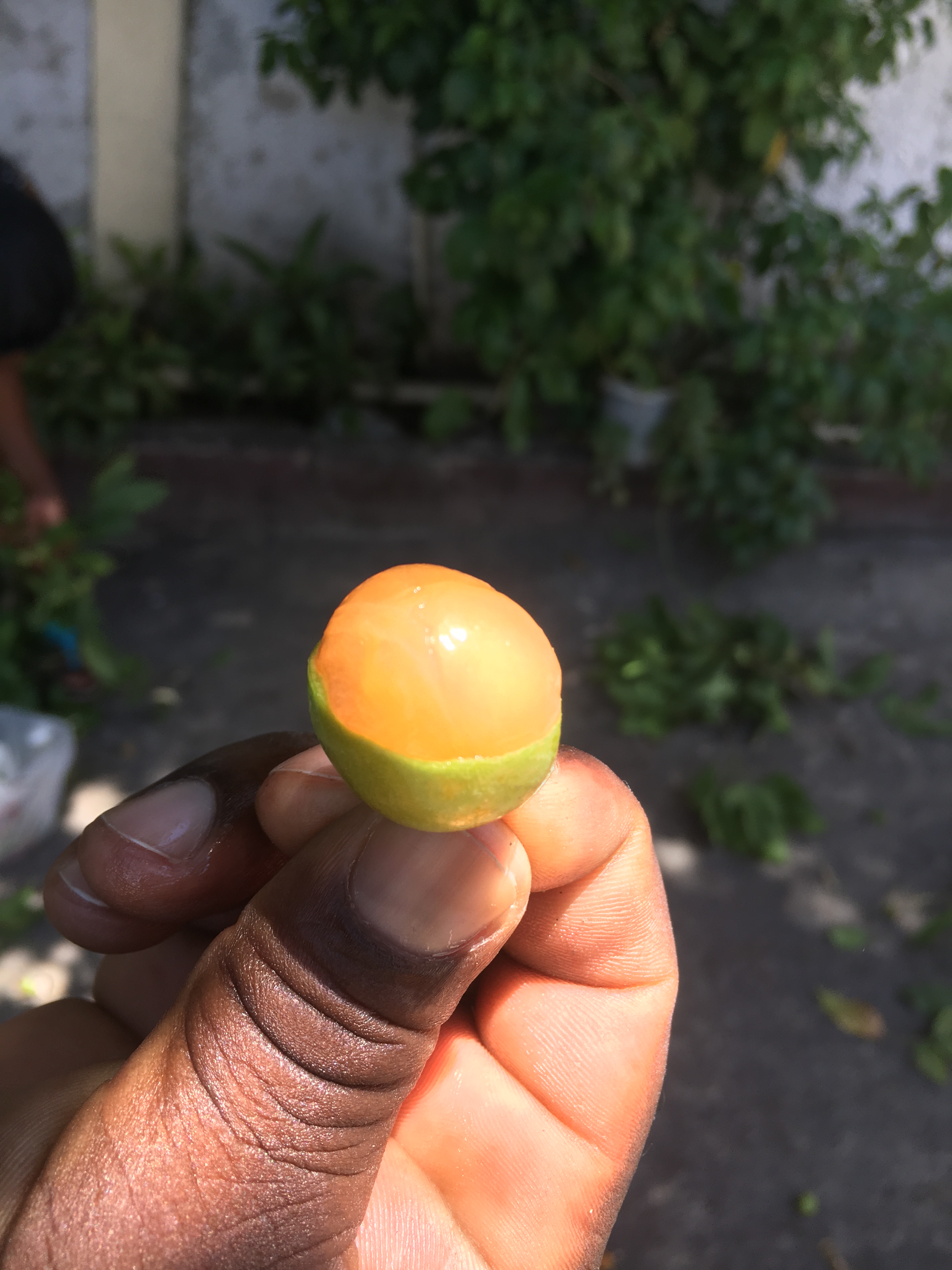 Ke-nee deep in kenep season – A journey across Haiti