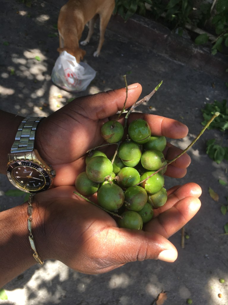 Ke-nee deep in kenep season – A journey across Haiti